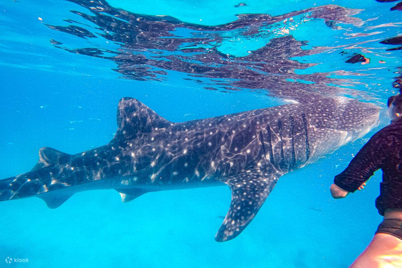 Whale Shark Snorkeling and Swimming with Sardines in Moalboal - Klook