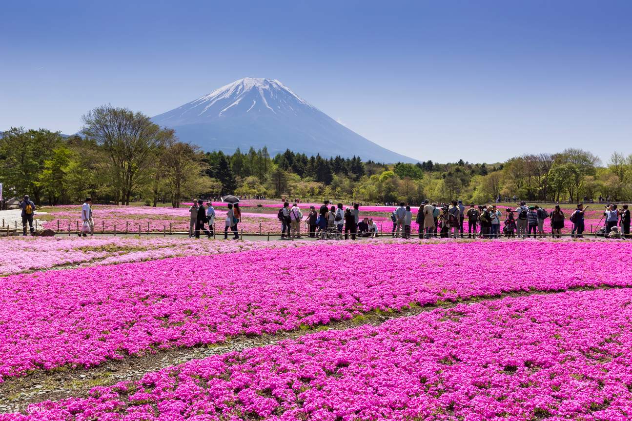 Fuji Shibasakura Admission - Klook