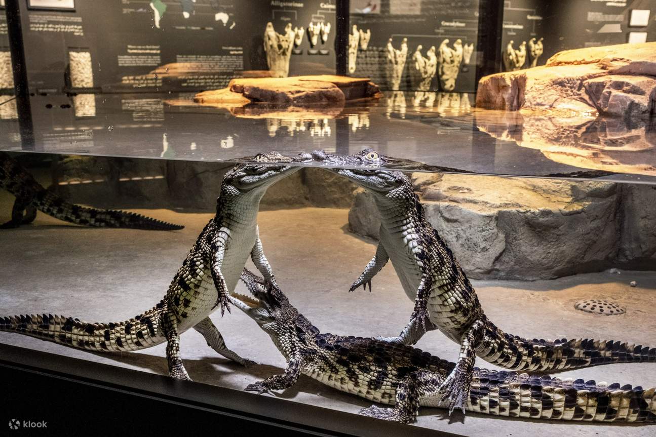 Ticket für den Dubai Crocodile Park - Klook, Vereinigte Staaten
