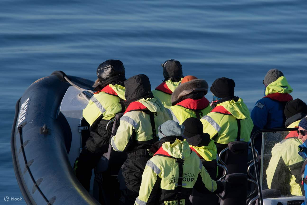 Puffin Watching Express Tour by RIB Speedboat in Reykjavik - Klook ...