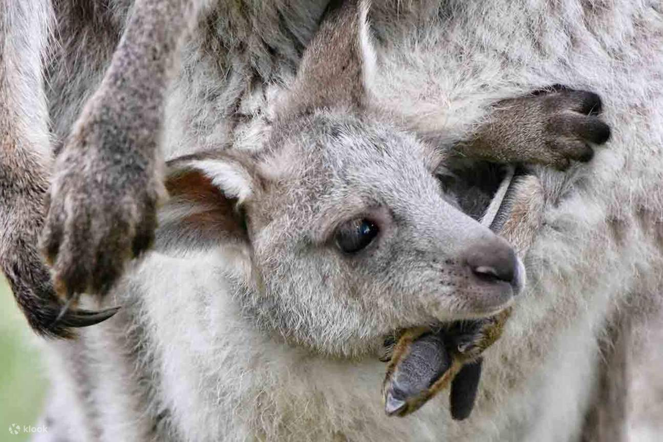 Tour Riêng Núi Blue Mountains và Ngắm Kangaroo hoặc Koala - Klook Việt Nam