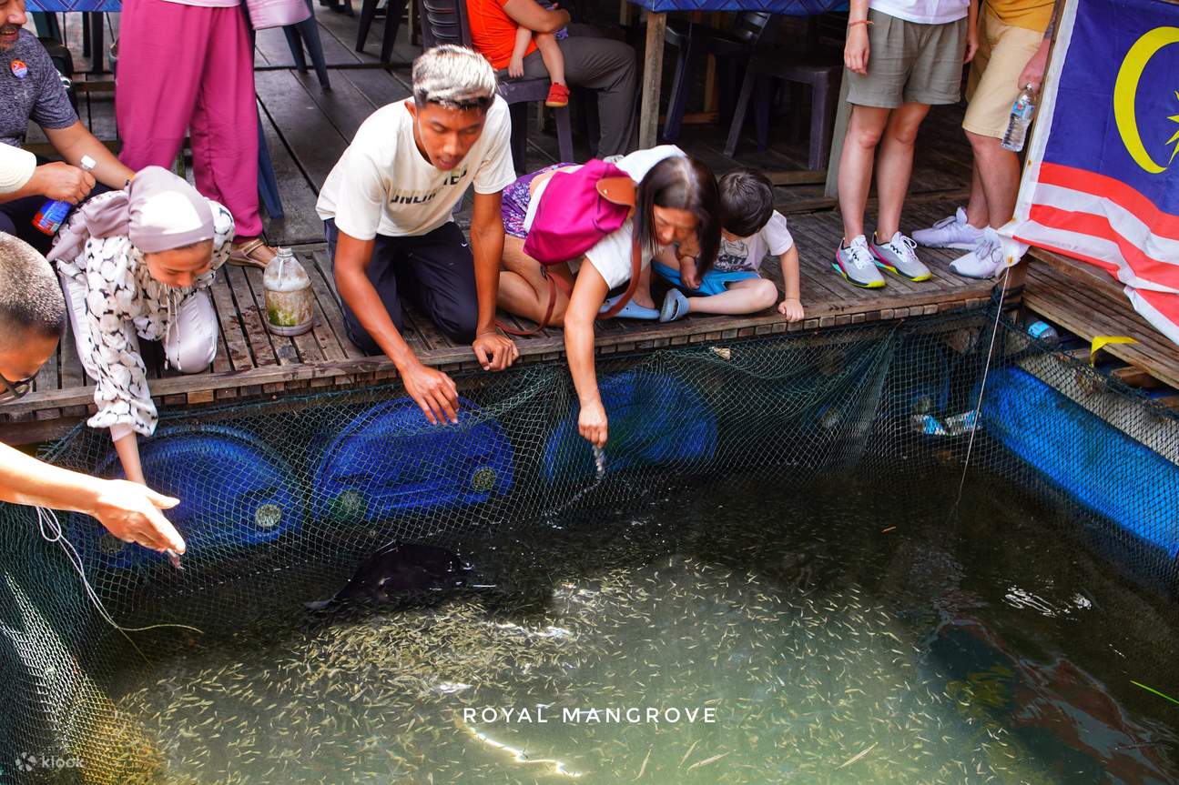 Explore Nature's Majesty: Royal Mangrove Tour in Langkawi - Klook Malaysia