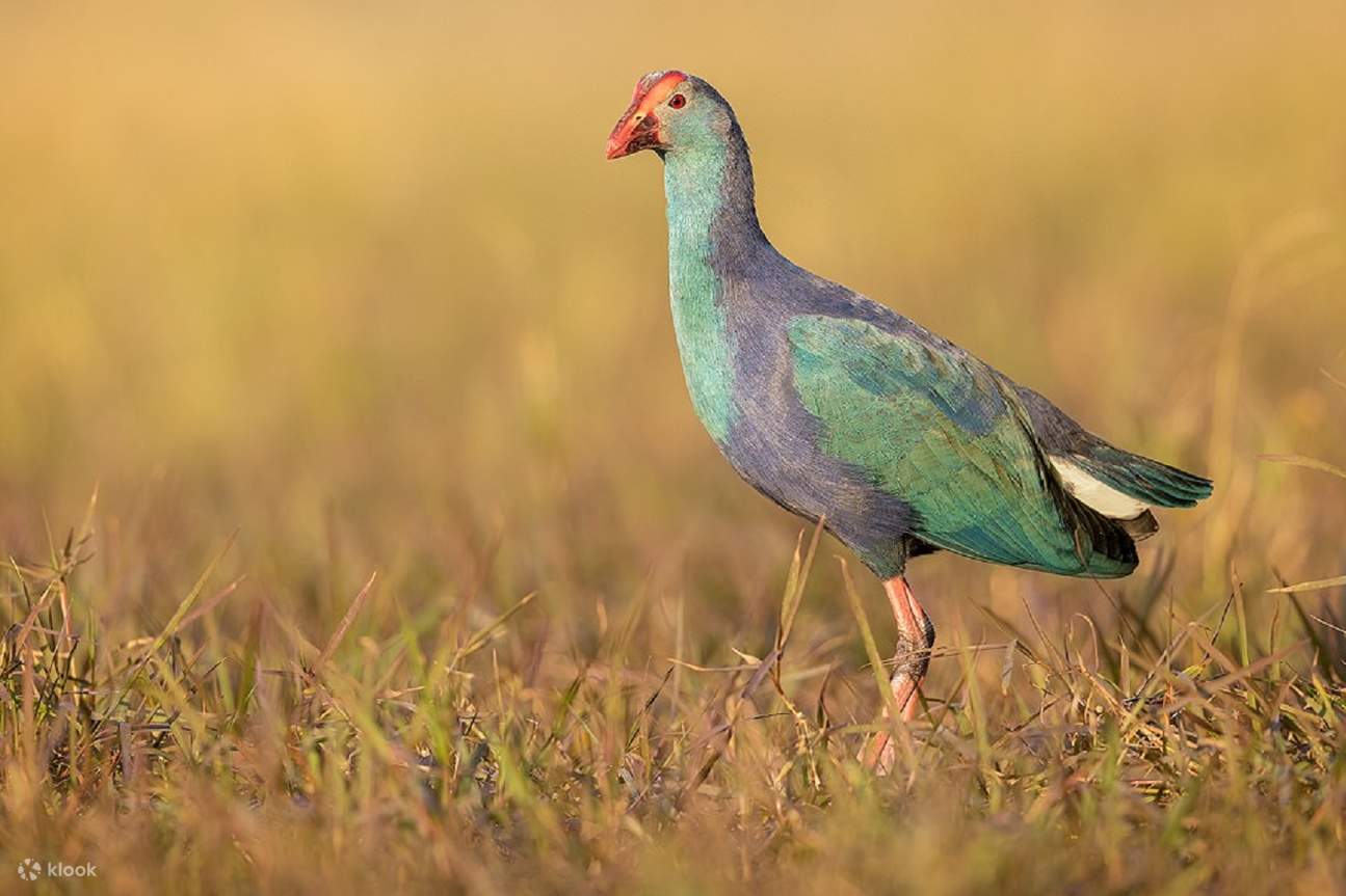 Visit Chand Baori, Bird Park, Fatehpur Sikri from Jaipur & Agra Drop ...