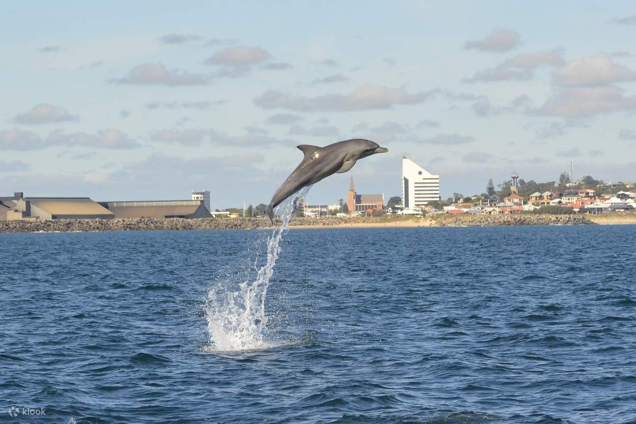 Dolphin Discovery Centre Ticket - Klook