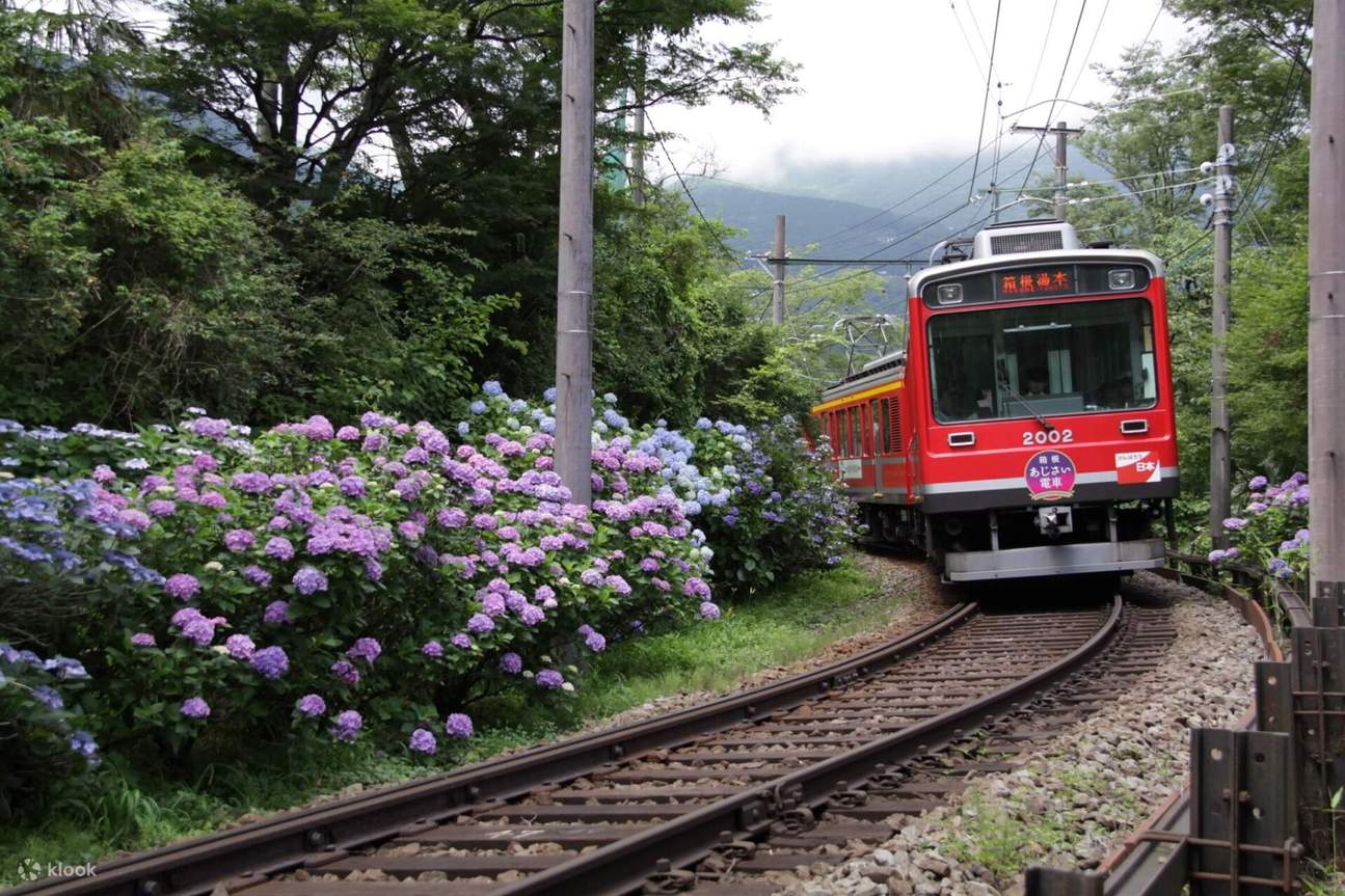 Mishima Sky Bridge Hydrangea Festival, Hakone Hydrangea Tram ...