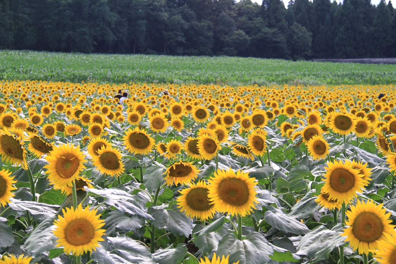 Shirakaba Lake Fireworks Festival, Jinnan Sunflower, Qingjin Gorge ...
