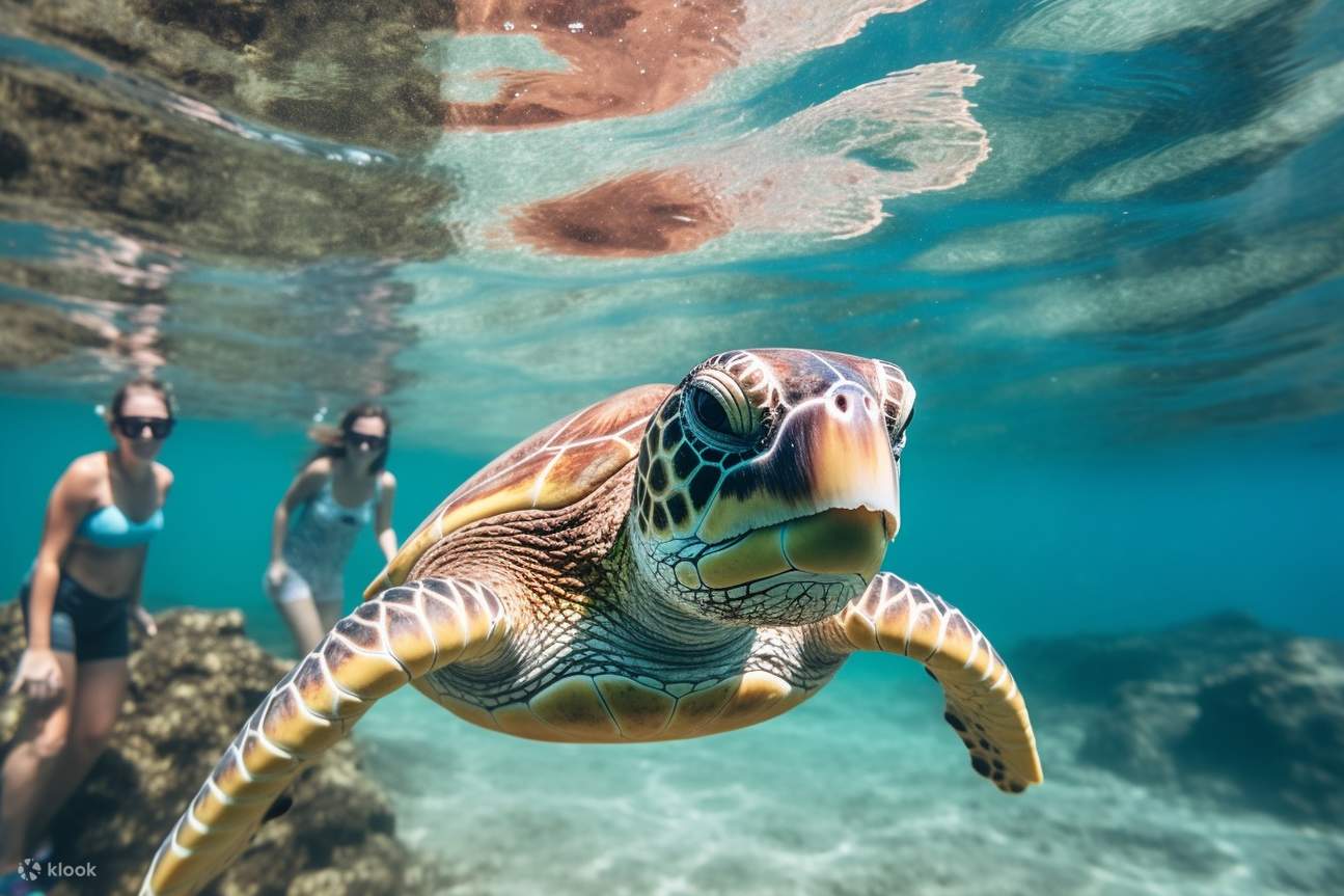 Explore the Underwater Wonders with Our Half-Day Snorkeling Trip in Nusa Penida | PADI Resort ...