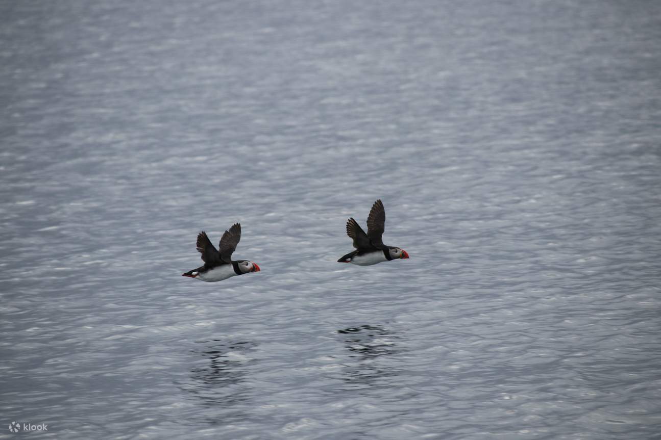 Puffin Express Tour with Regular Boat - Klook New Zealand