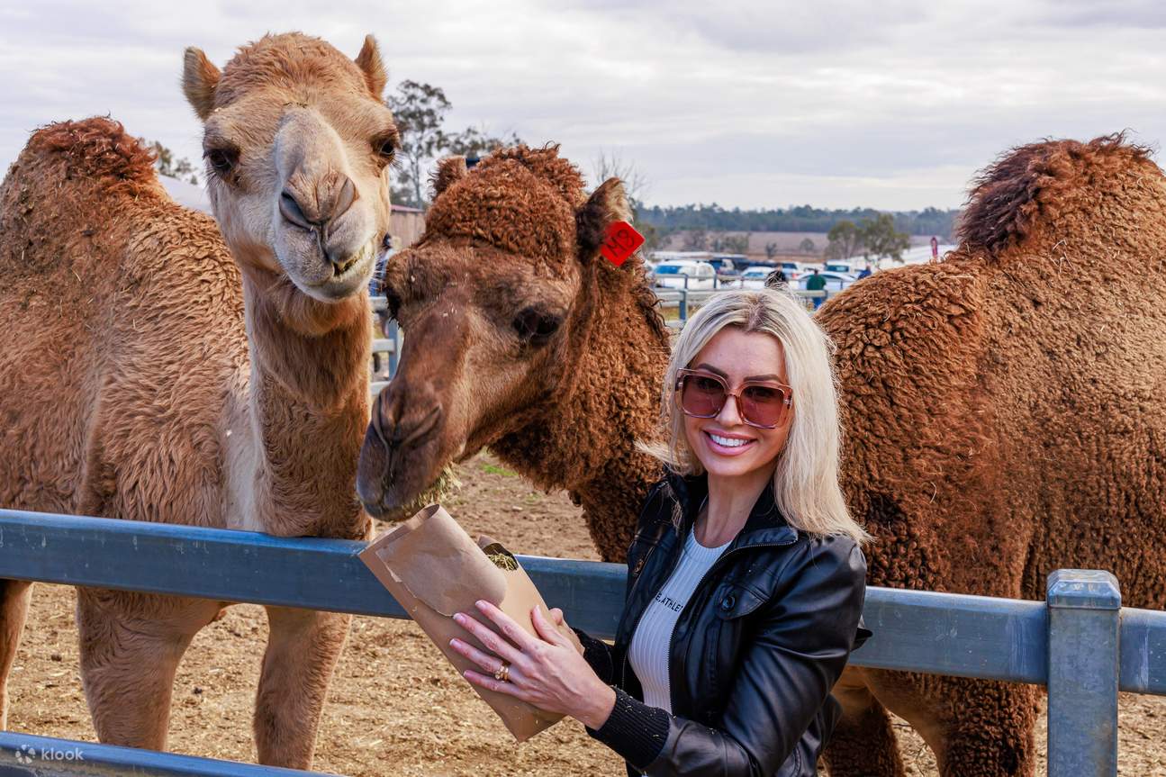 Camel Farm Tour and Product Tasting Experience in Brisbane - Klook Australia