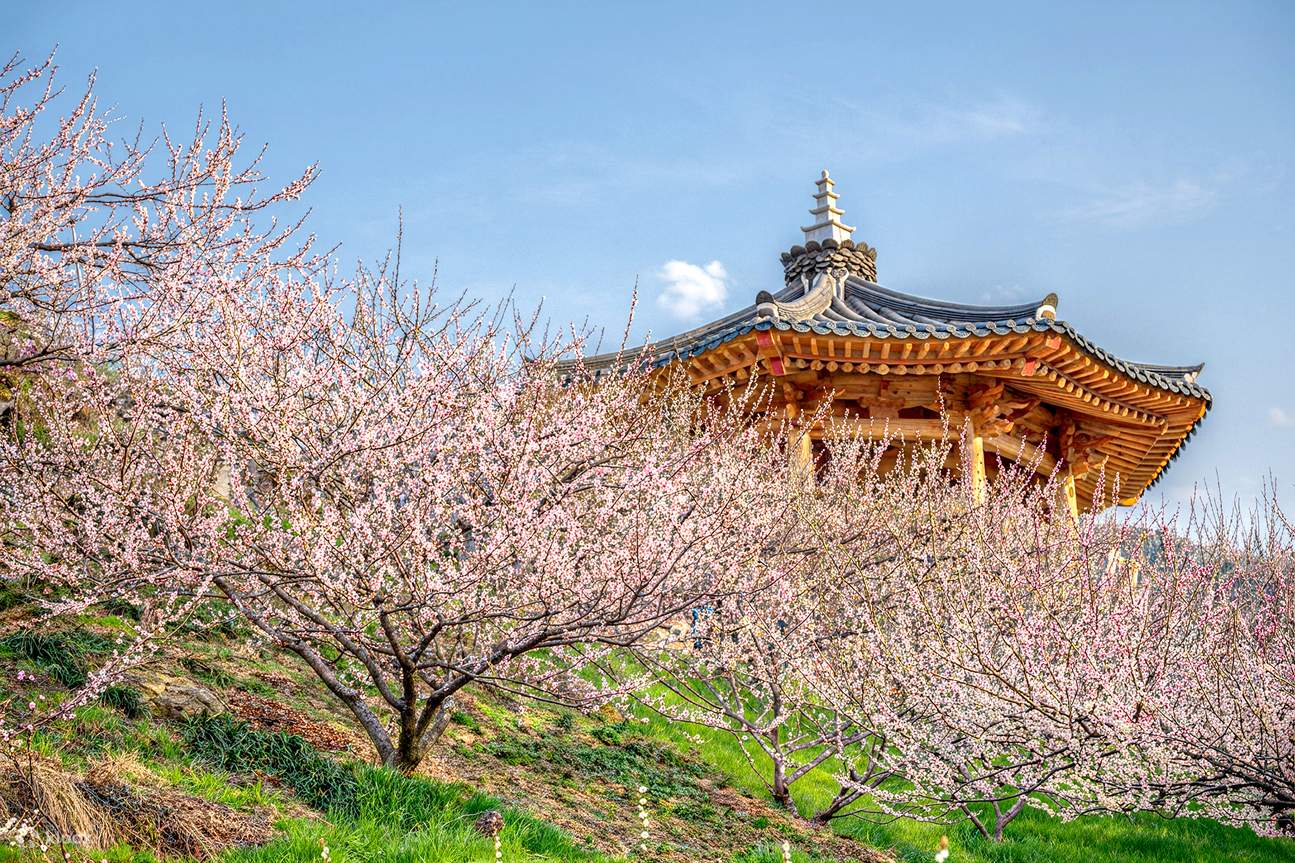 Gwangyang Maehwa and Gurye Sansuyu Festival Day Tour from Seoul - Klook ...