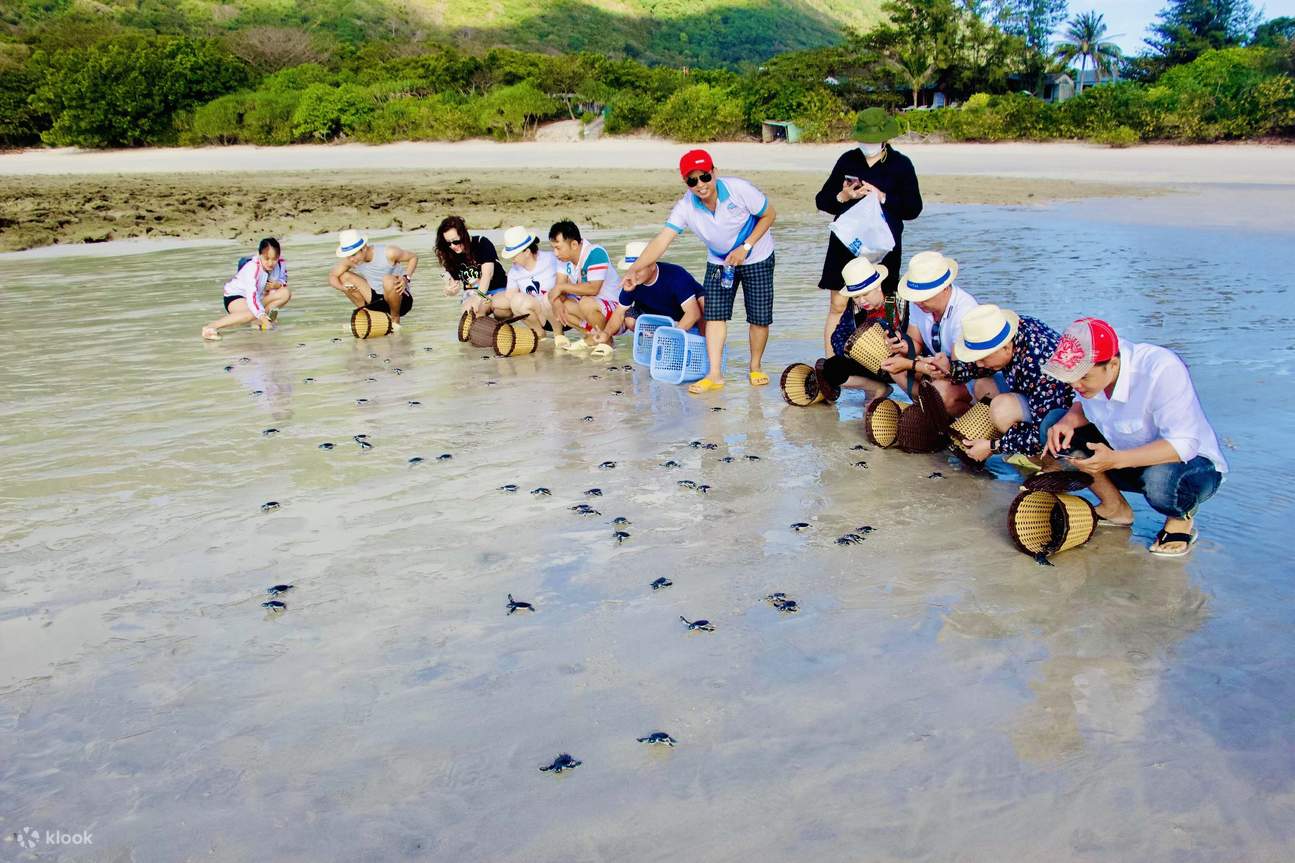Bay Canh Island & Cau Island Tour in Con Dao; Turtle Releasing ...