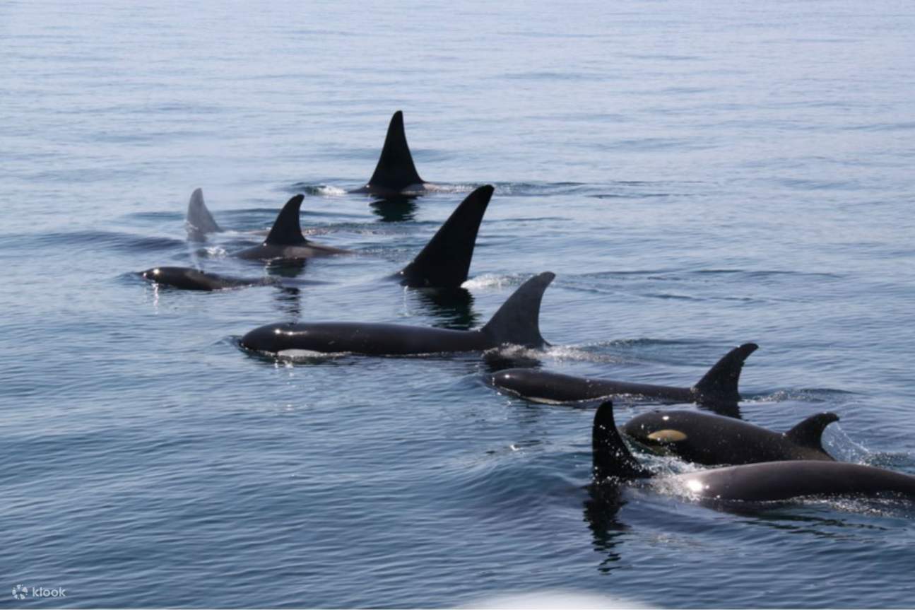 Online reservations for cruises to observe wild dolphins, killer whales ...