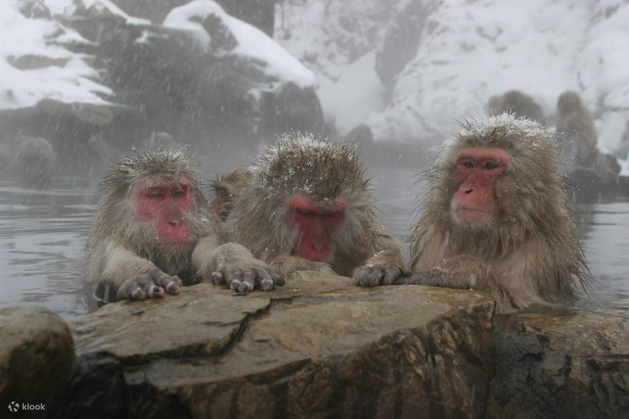 Snow Monkey Park & Miso Production Bus Tour from Nagano/Tokyo - Klook ...