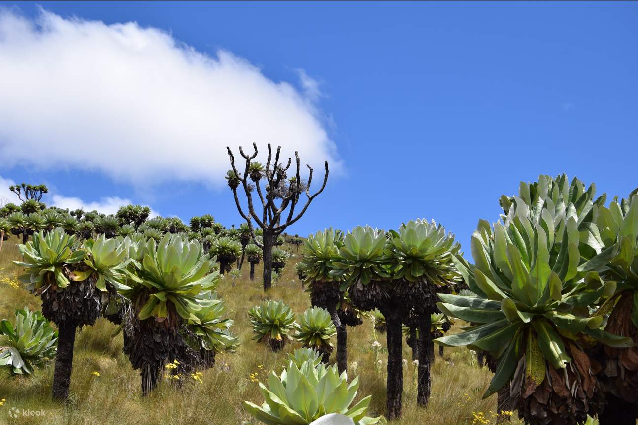 Discover Nature's Magic: One-Day Hike to the Enchanting Seven Ponds of ...