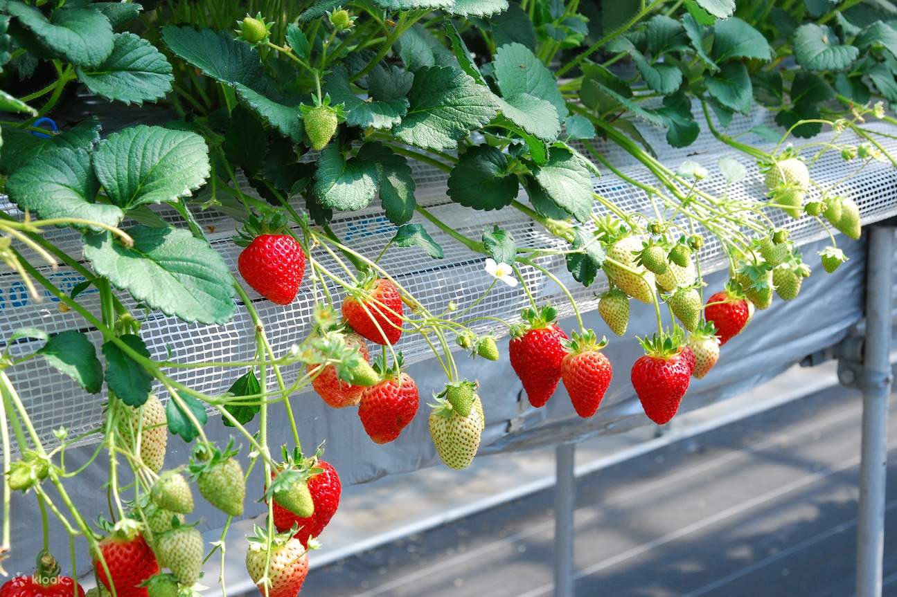 Tur Satu Hari Bus Chiba: Rapeseed Flower Sea Railway "Kominato Railway ...