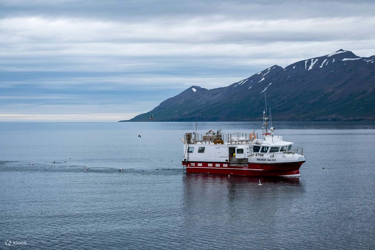 Akureyri: Private Whale Watching and Arctic Coastline Tour - Klook ...