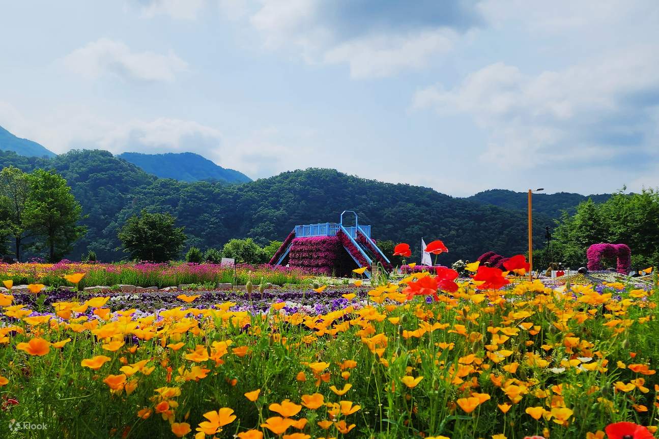 Nami Island/Jarasum/Gyeonggi Spring CherryBlossom Festival Day Tour ...