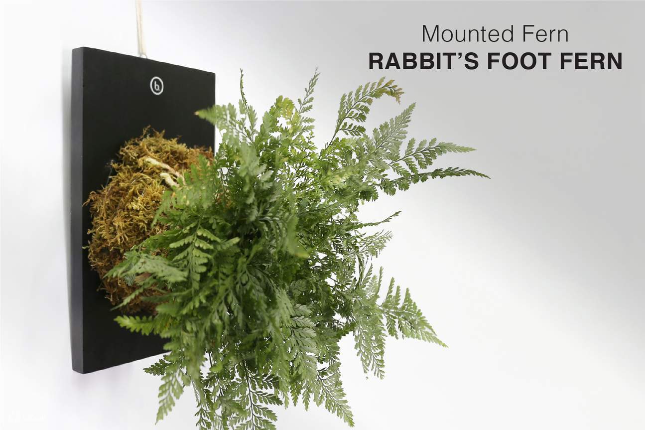 Bonart - Moss Terrarium | Succulent Terrarium | Kokedama | Mounted Fern ...