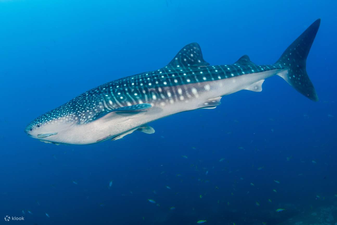 Tur Interaksi Donsol Sorsogon Whaleshark di Bicol - Klook Indonesia Tur Interaksi Donsol Sorsogon Whaleshark di Bicol - Klook Indonesia