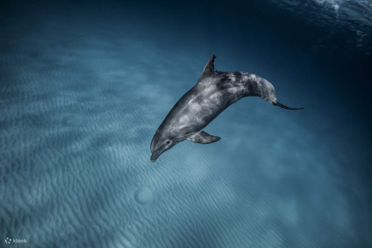 Dolphin House Reef Snorkeling Sea Trip With Transfer - Marsa Alam ...