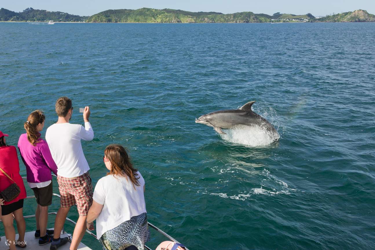 Dolphin Eco Cruise - Klook Canada