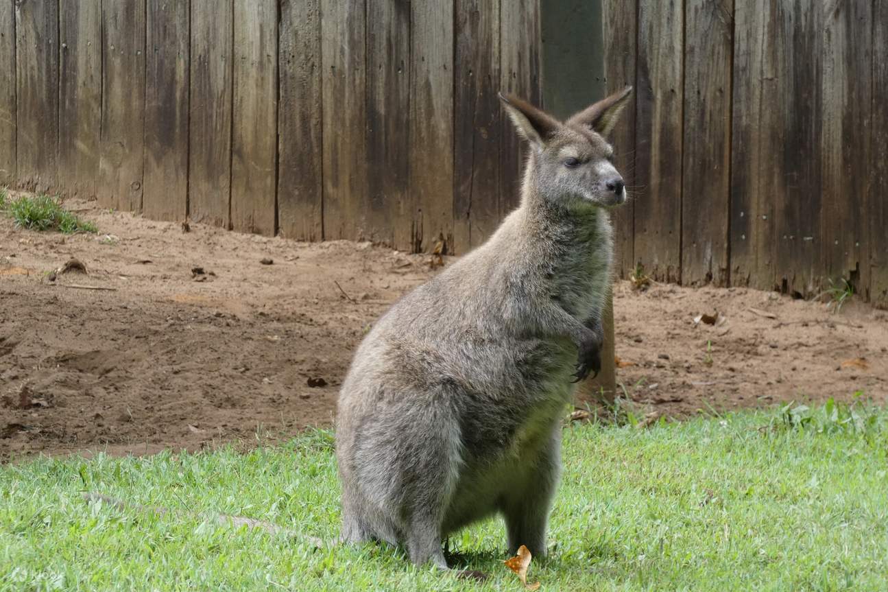 Noosa, Aussie Animals & Glass House Mountains from Brisbane - Klook ...
