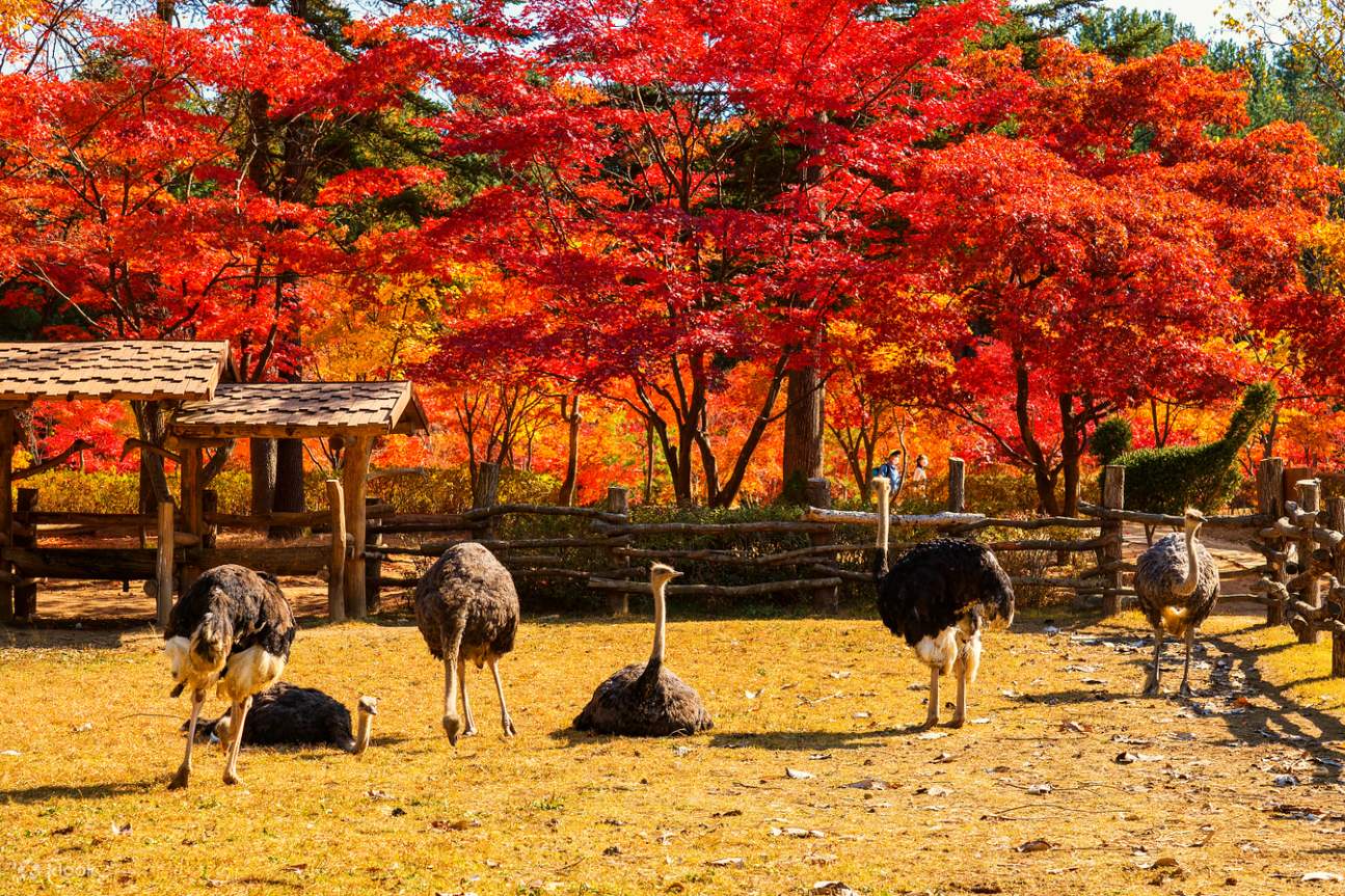 Starlight Festival of the Garden of Morning Calm - Klook Philippines