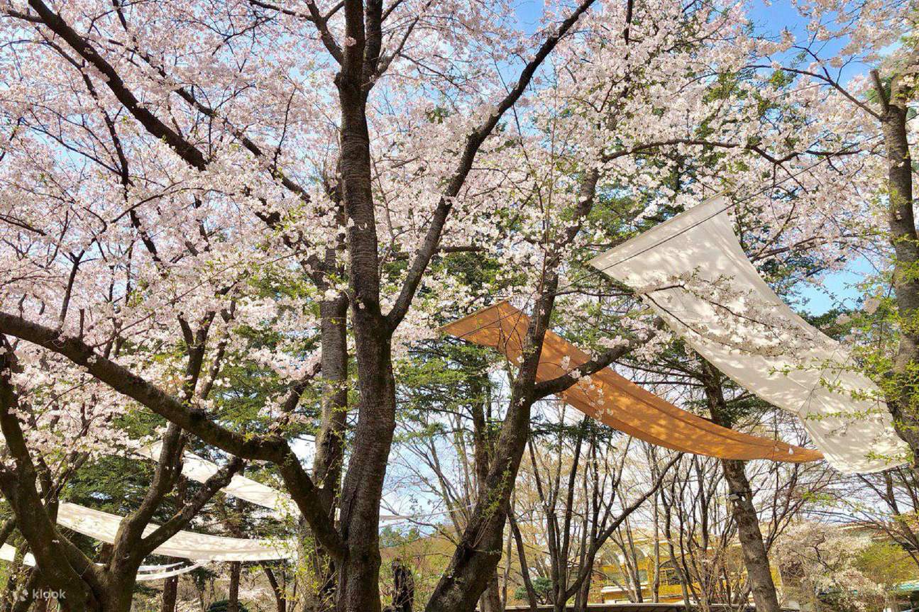 Nami Island/Jarasum/Gyeonggi Spring CherryBlossom Festival Day Tour ...