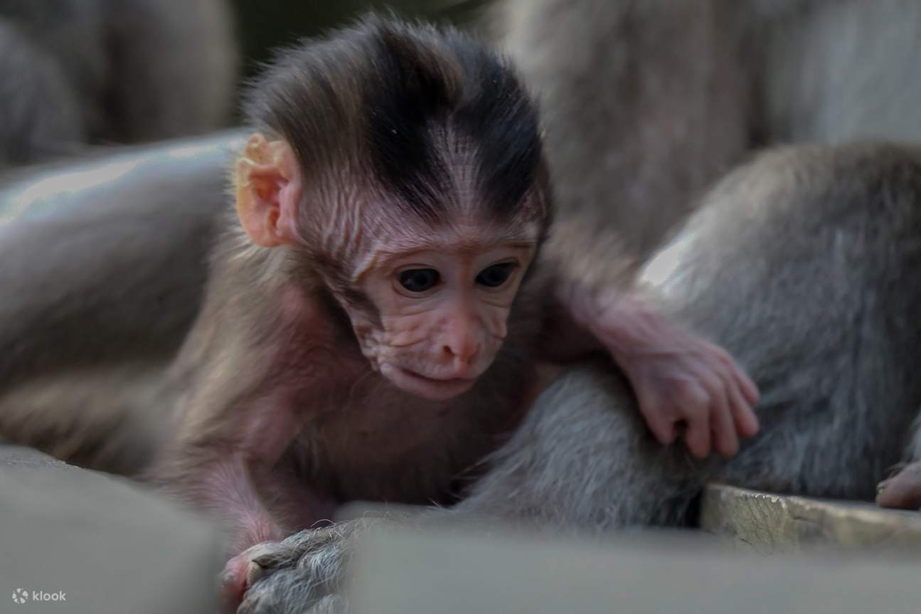 Monkey Forest, Art Village, & Traditional Market Day Tour with Kecak ...