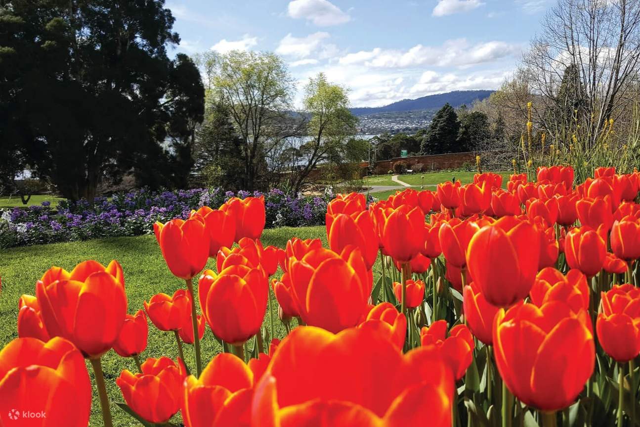 Mona Boat Cruise and Hobart City Morning Tour - Klook United Kingdom