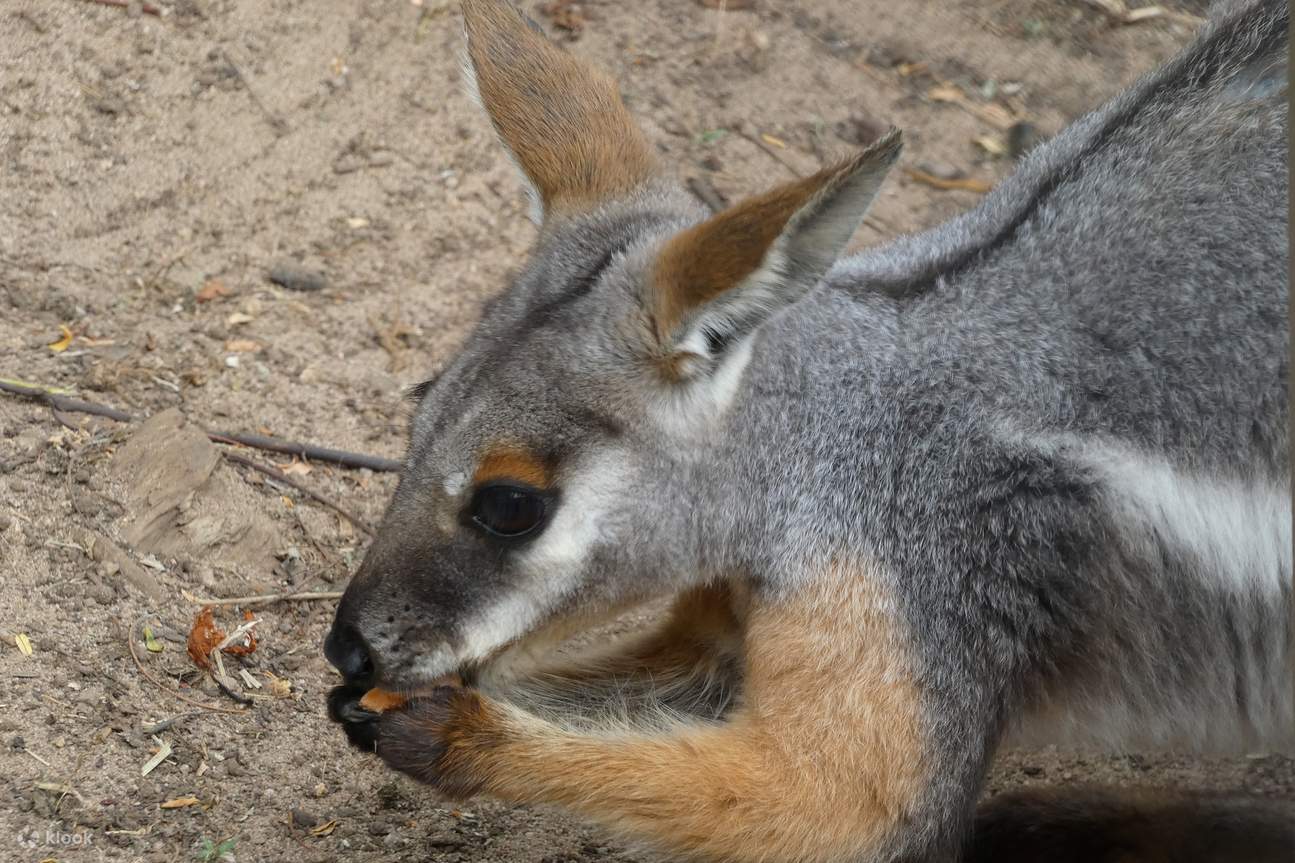 Noosa, Aussie Animals & Glass House Mountains from Brisbane - Klook ...