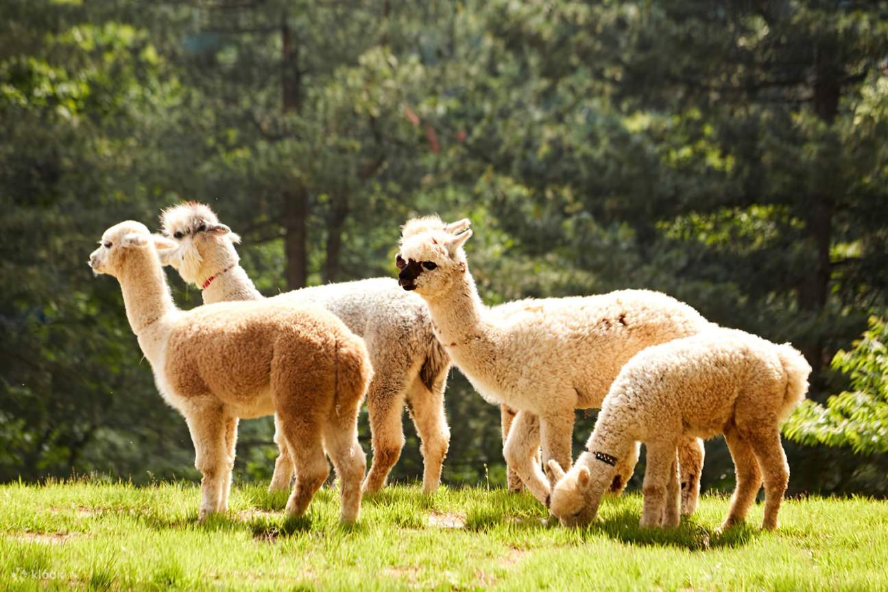 Alpaca World + Nami Island Private Day Tour - Klook Philippines