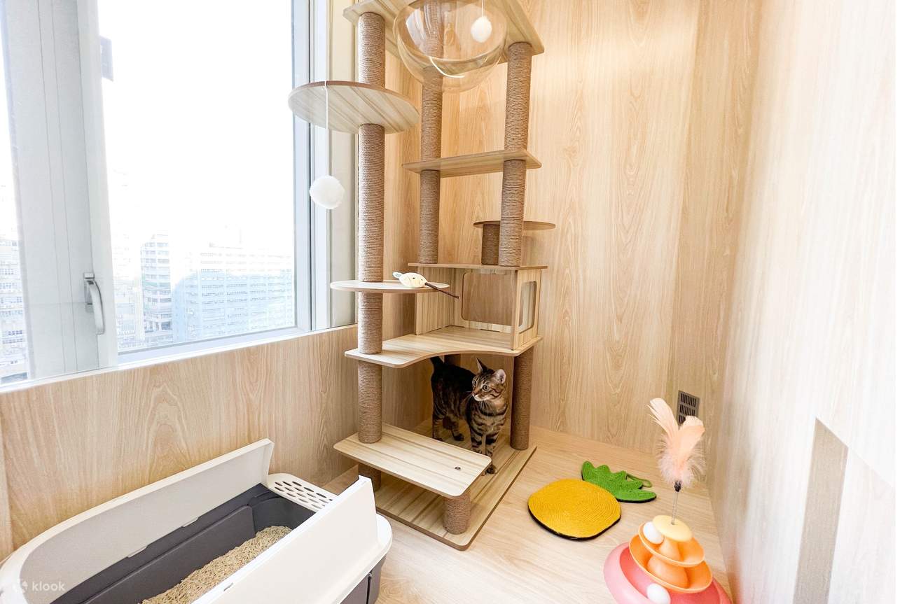 全貓天地 Catwalk Hotel - 香港貓咪寄住服務 - Klook香港