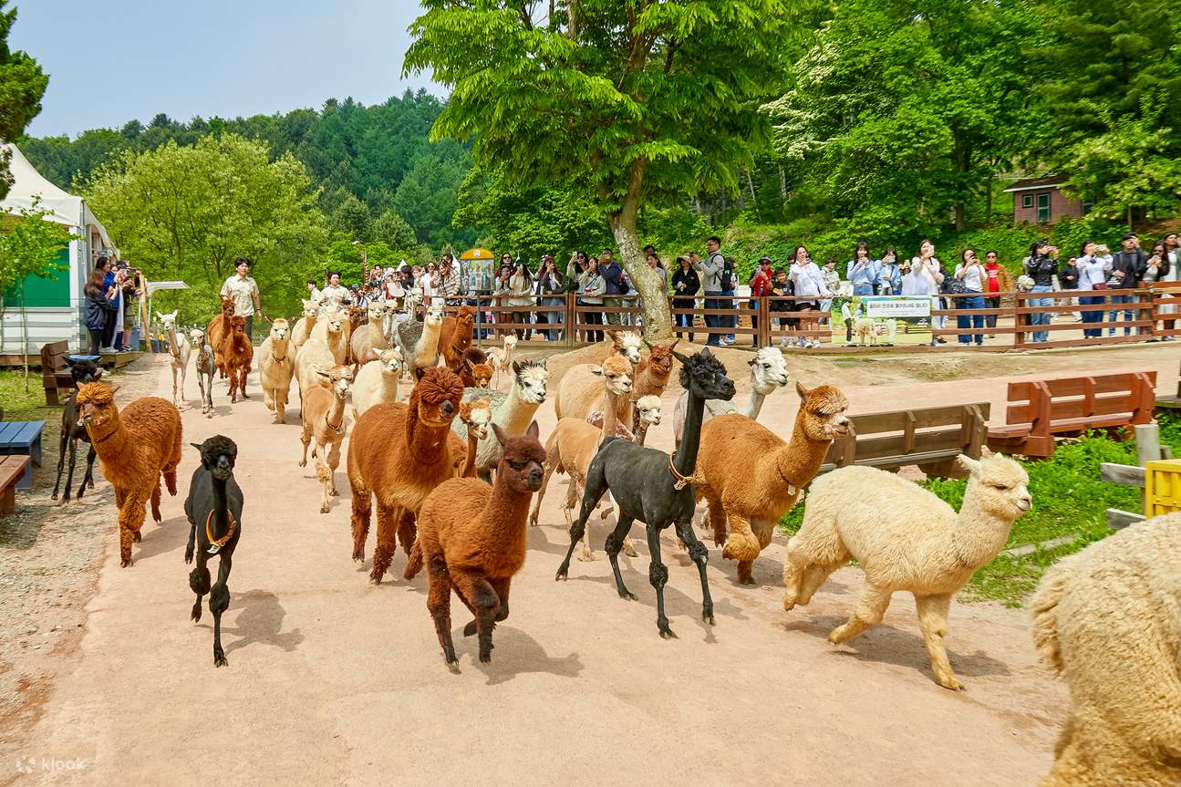 Alpaca World + Garisan Zipwire Day Tour from Seoul - Klook