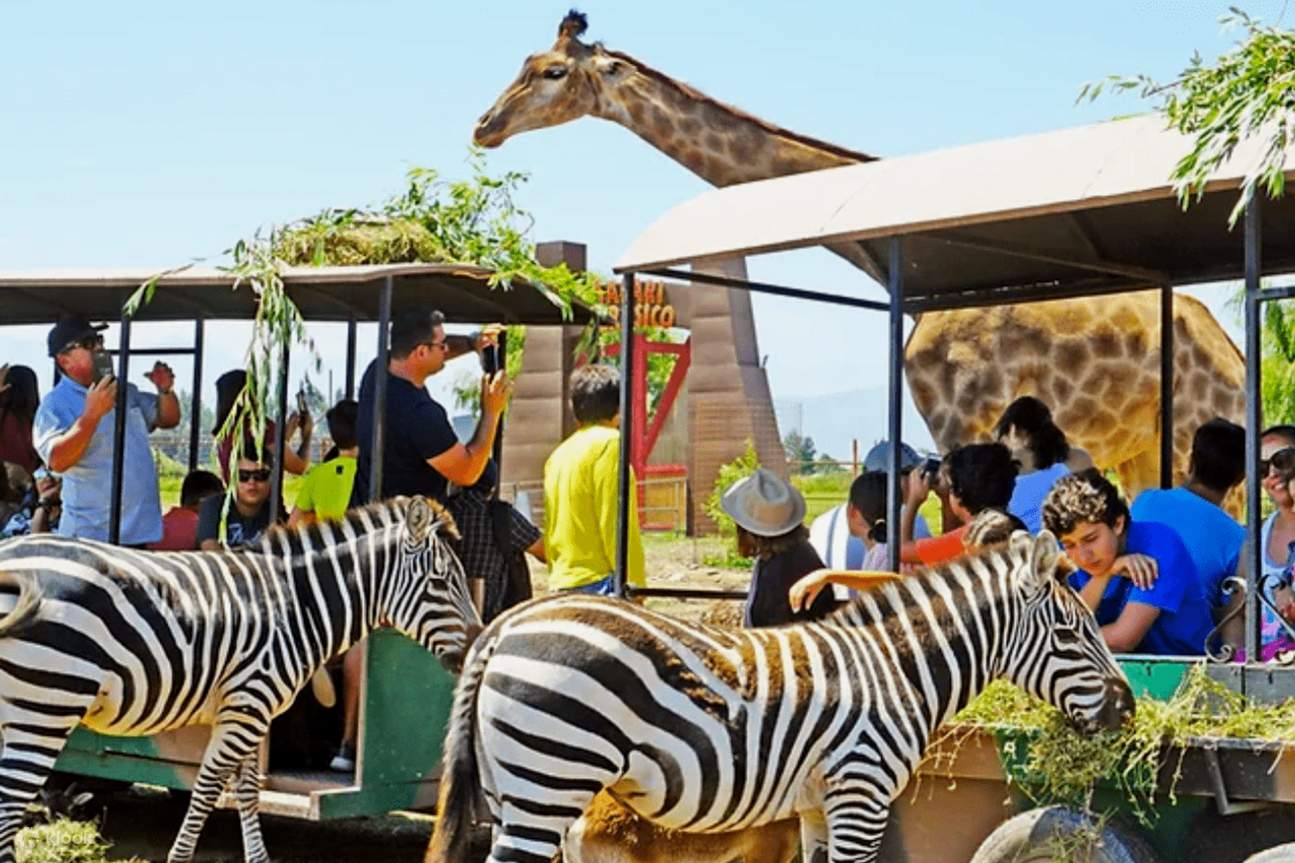 Desde Santiago: Parque Safari Wild Experience - Klook España