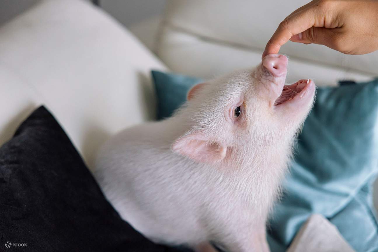 Private micro pig cafe with snack-feeding experience (Tokyo) - Klook ...