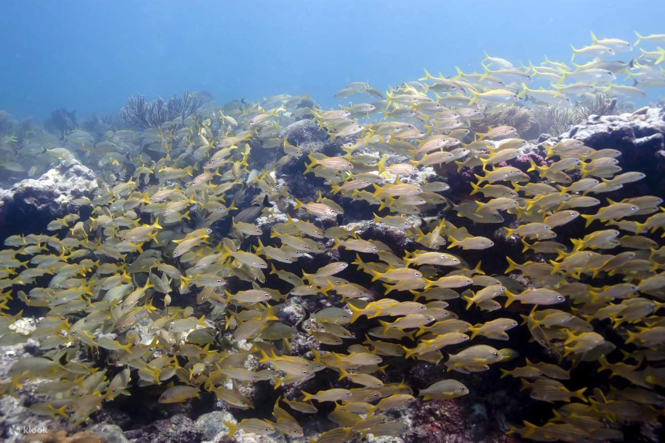 PADI Temui Selam Skuba di Florida dengan PADI 5 Bintang IDC - Klook ...