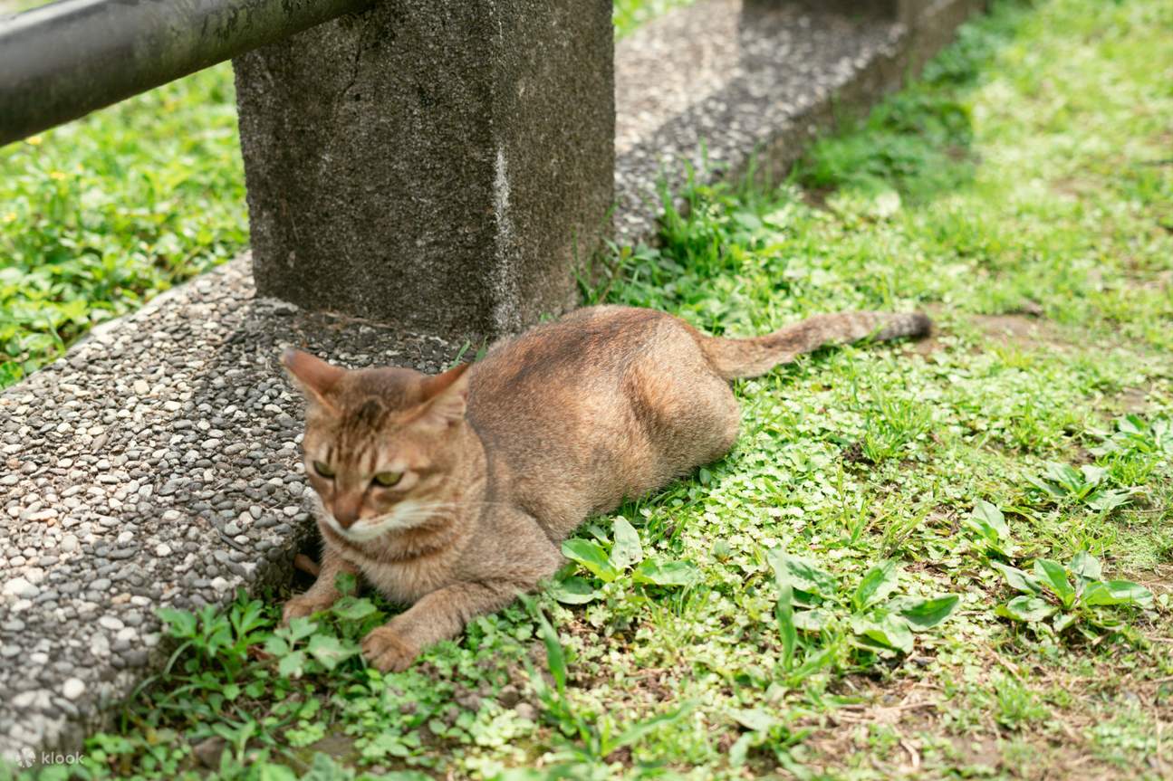 Houtong Cat Village & Jiufen Food and Tea Tasting Tour from Taipei ...
