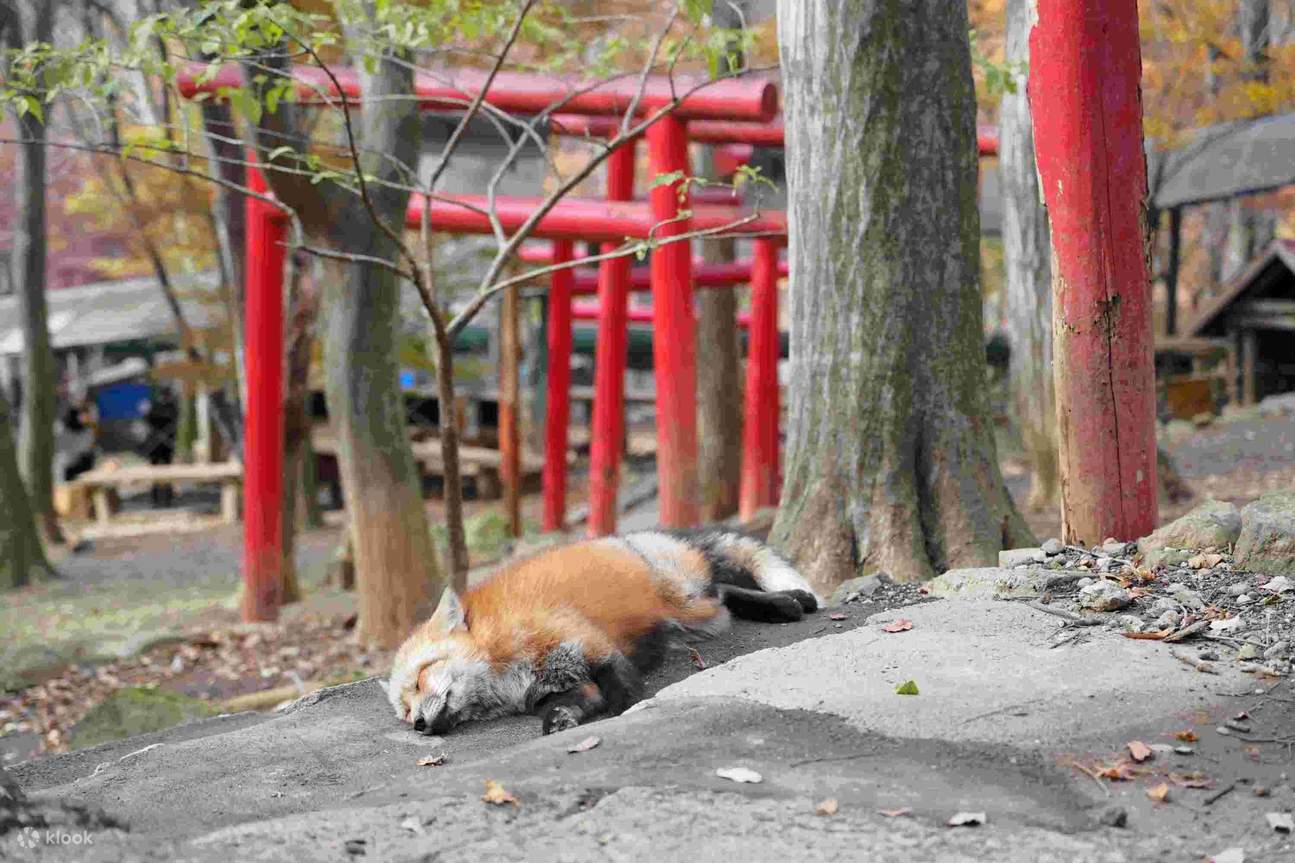 Zao Fox Village and Ginzan Onsen One Day Bus Tour - Klook