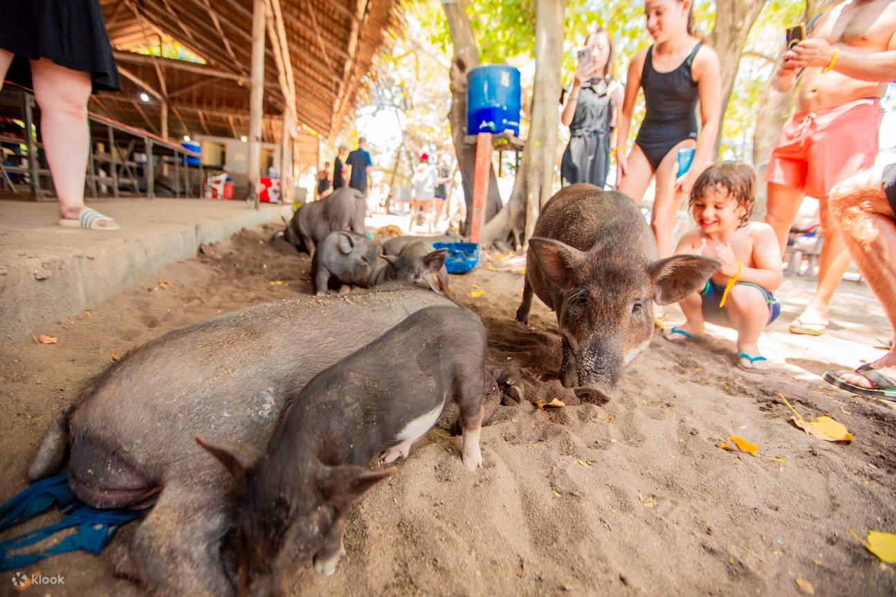 Pig and Tan Island Snorkeling Tour at Koh Samui - Klook India