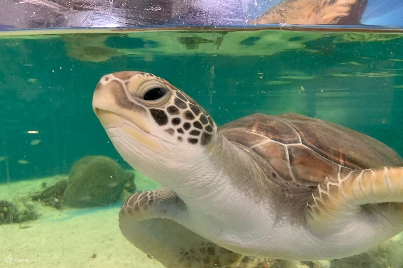 General Admission and Turtle Hospital Tour - Klook