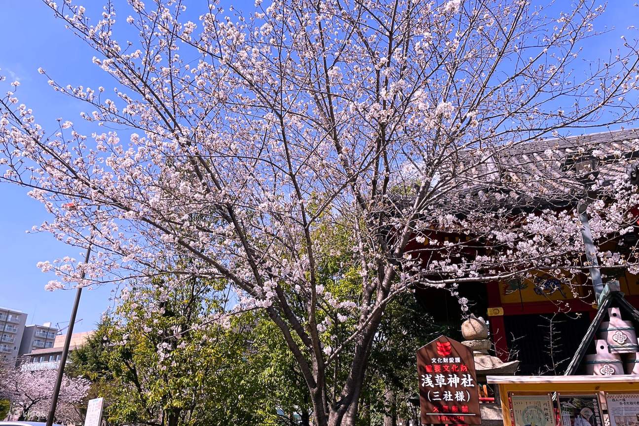 Tokyo City, Sensoji, Imado & Akiba Shrine Goshuin Half-day Tour - Klook