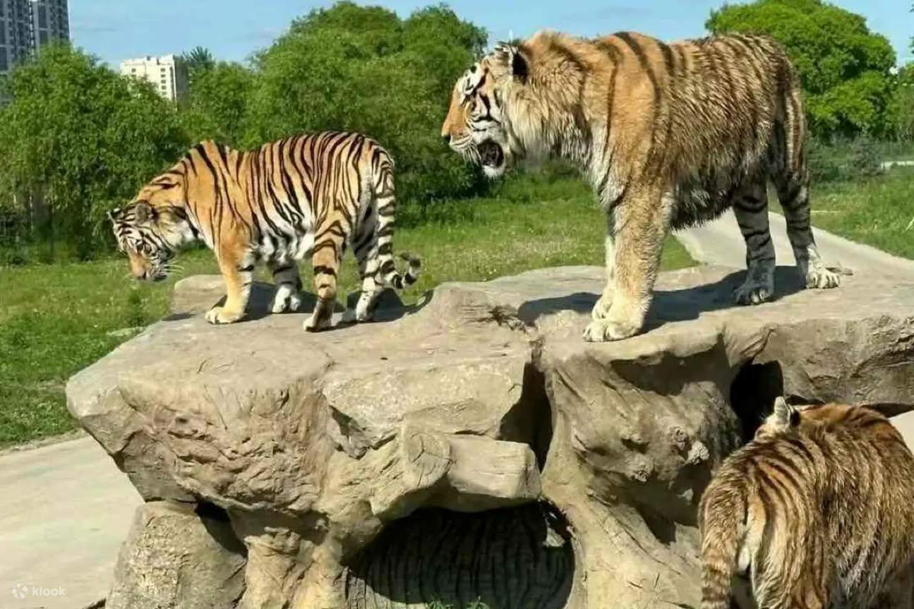 Harbin Siberian Tiger Park - Klook Australia