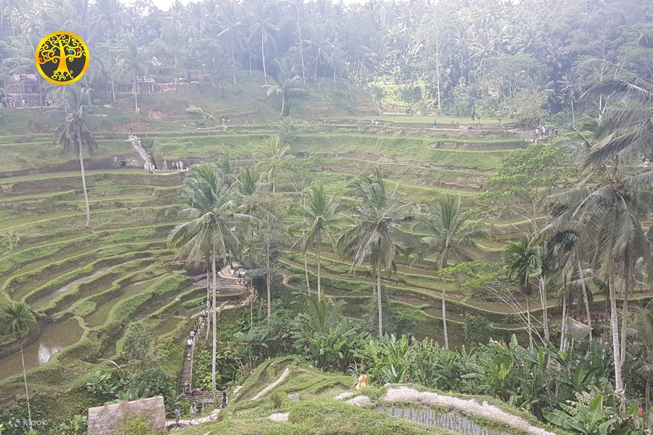 乌布D’Tukad俱乐部 & 瀑布秋千 & 德格拉朗梯田一日游（含午餐） - Klook客路