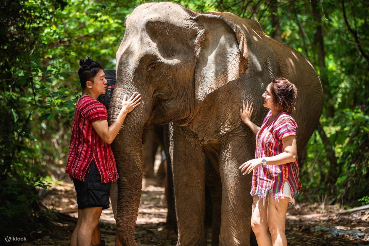 1 Day Join In Elephant Care Camp in Phuket - Klook India