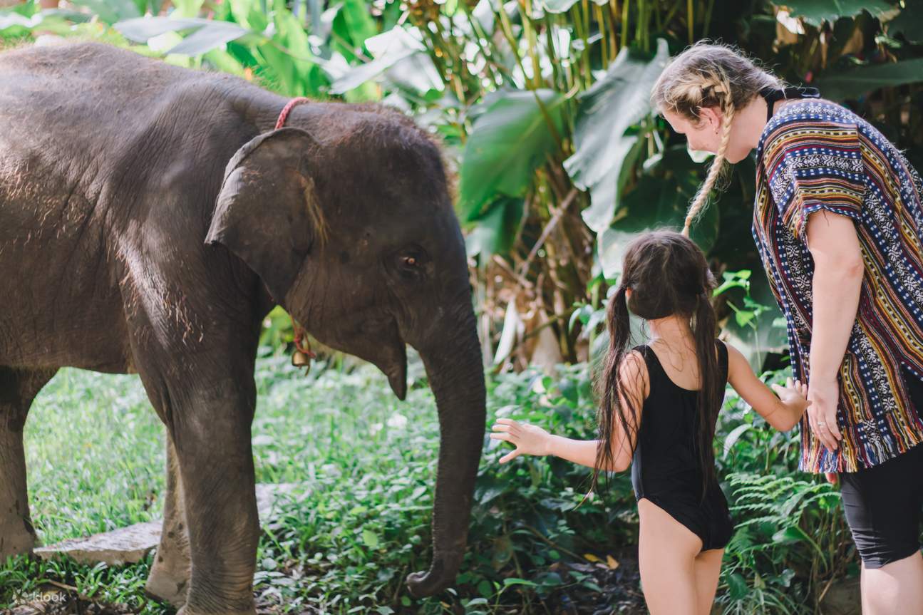 Partecipa al campo per la cura degli elefanti a Chiang Mai e Mae Taman ...