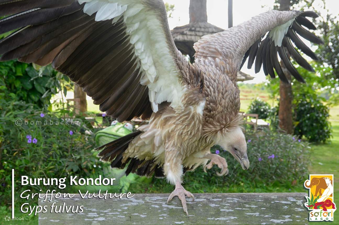 Safari Lagoi and Ecofarm Ticket in Bintan - Klook Canada