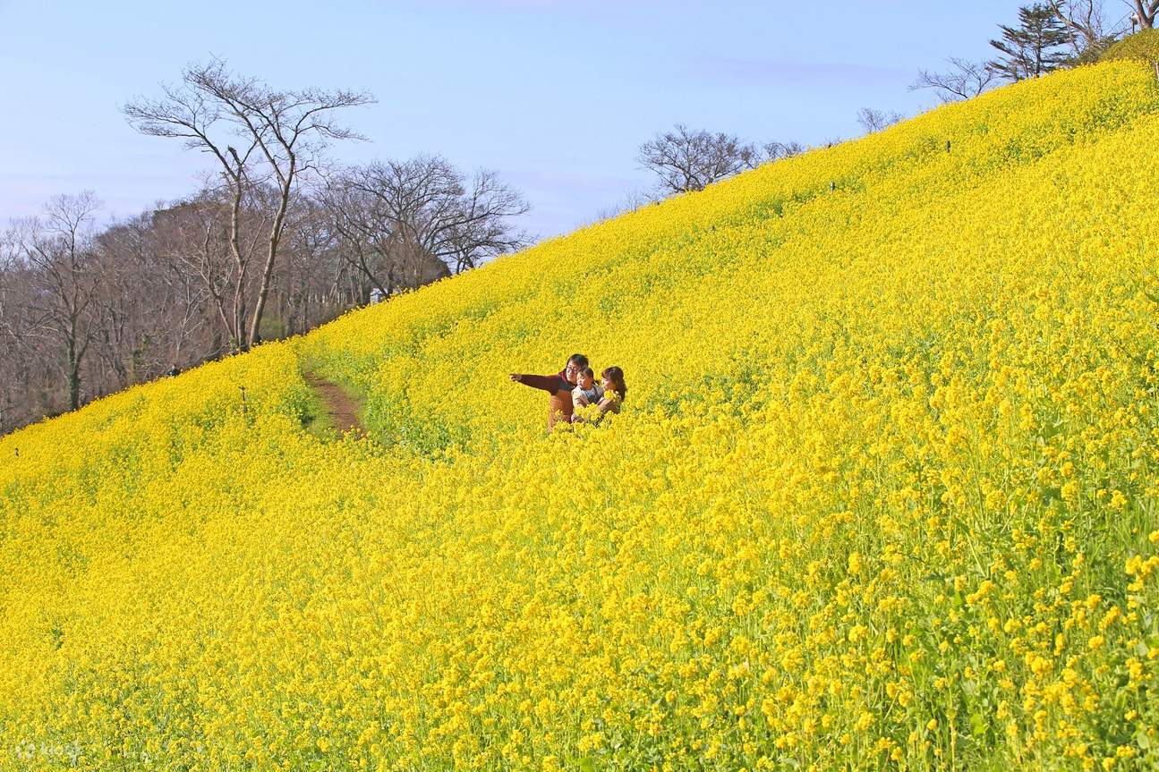 Kominato Railway Nanohana Flower Field & Mother Farm & All-You-Can-Eat ...