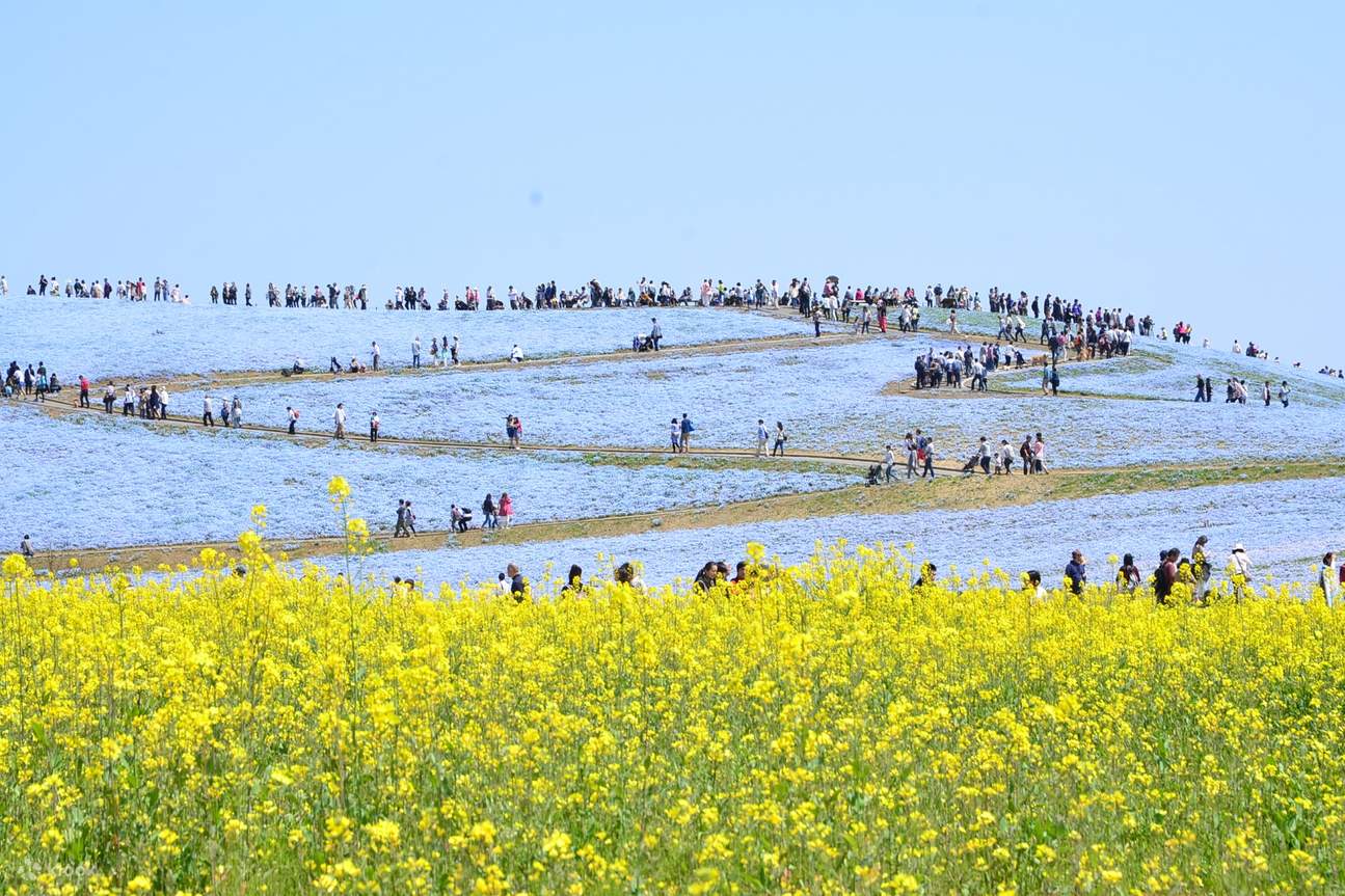 [Ibaraki Day Tour] Ibaraki Hitachi Beach Butterfly Flower Sea & Tochigi ...