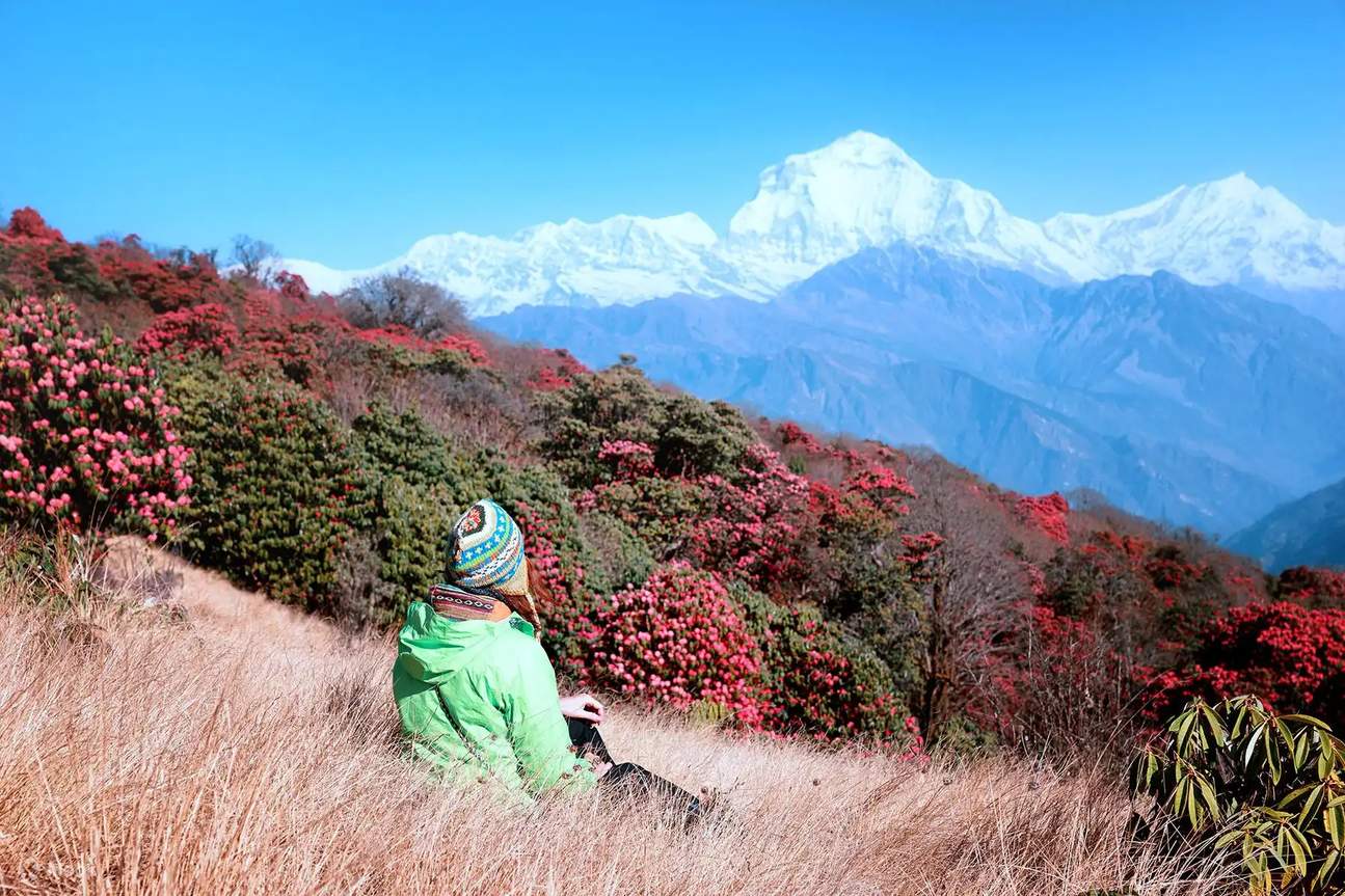 Bukit Ghorepani Poon 9 Hari dan ABC Trek Dari Pokhara - Klook Amerika ...